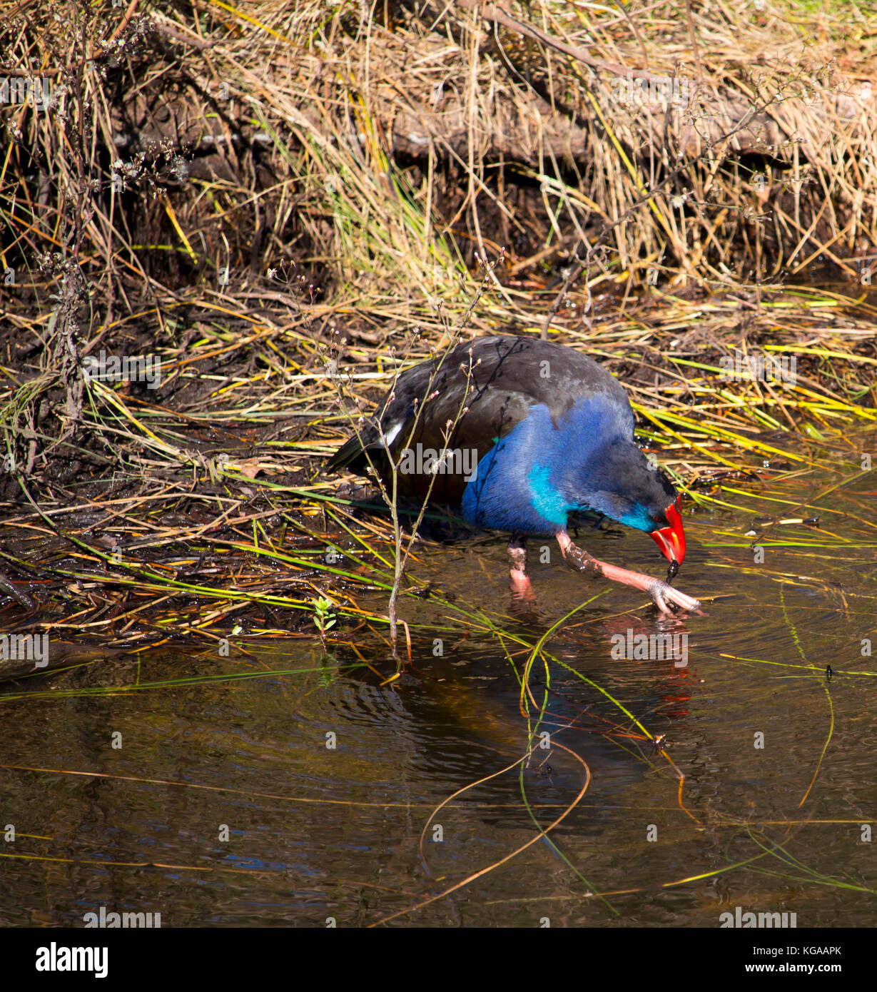 Purple swamp hen porphyria porphyria standing in water of the lake ...