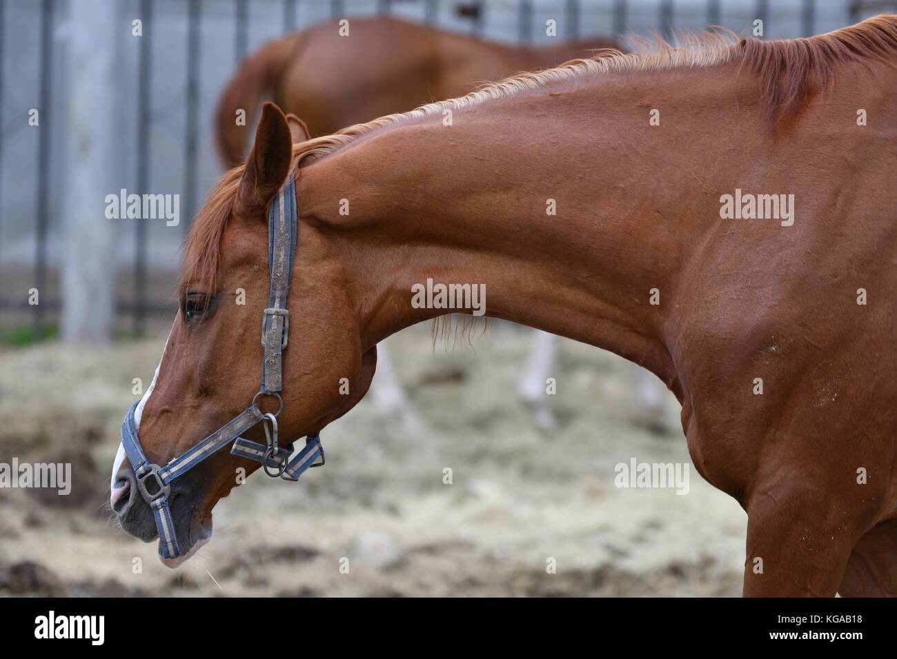 Horses on a farm in spring time Stock Photo - Alamy