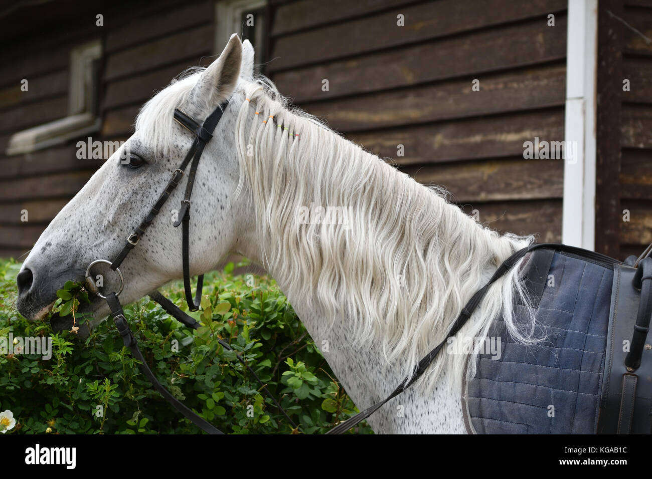 Horses on a farm in spring time Stock Photo - Alamy