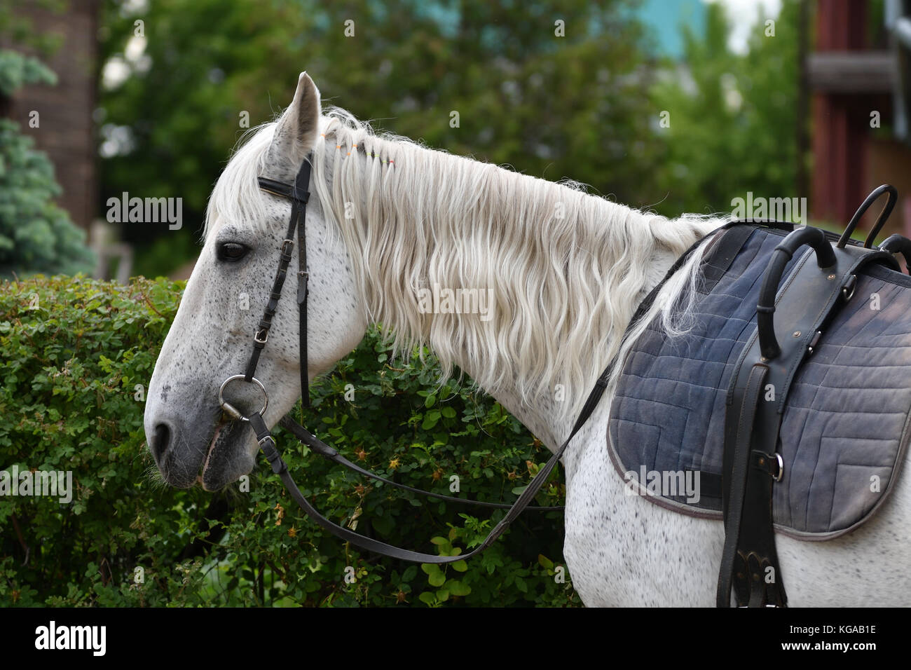Horses on a farm in spring time Stock Photo - Alamy