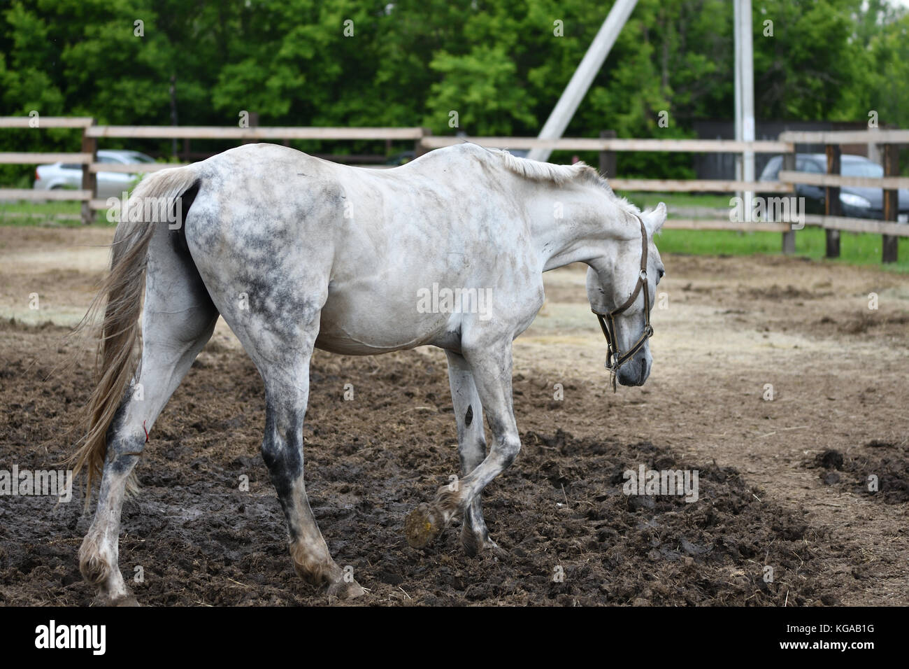 Horses on a farm in spring time Stock Photo - Alamy