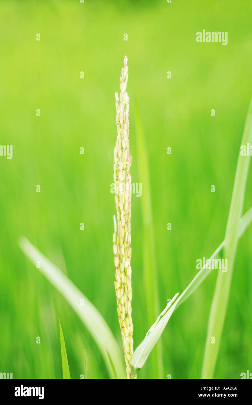 Rice growing on the field with green nature Stock Photo - Alamy