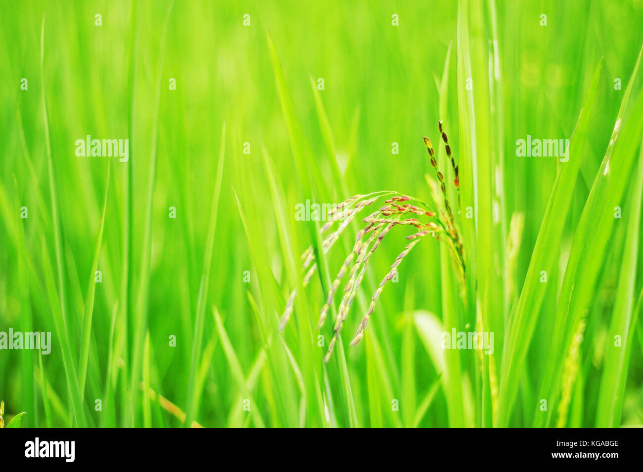 Rice growing with green nature of background Stock Photo - Alamy
