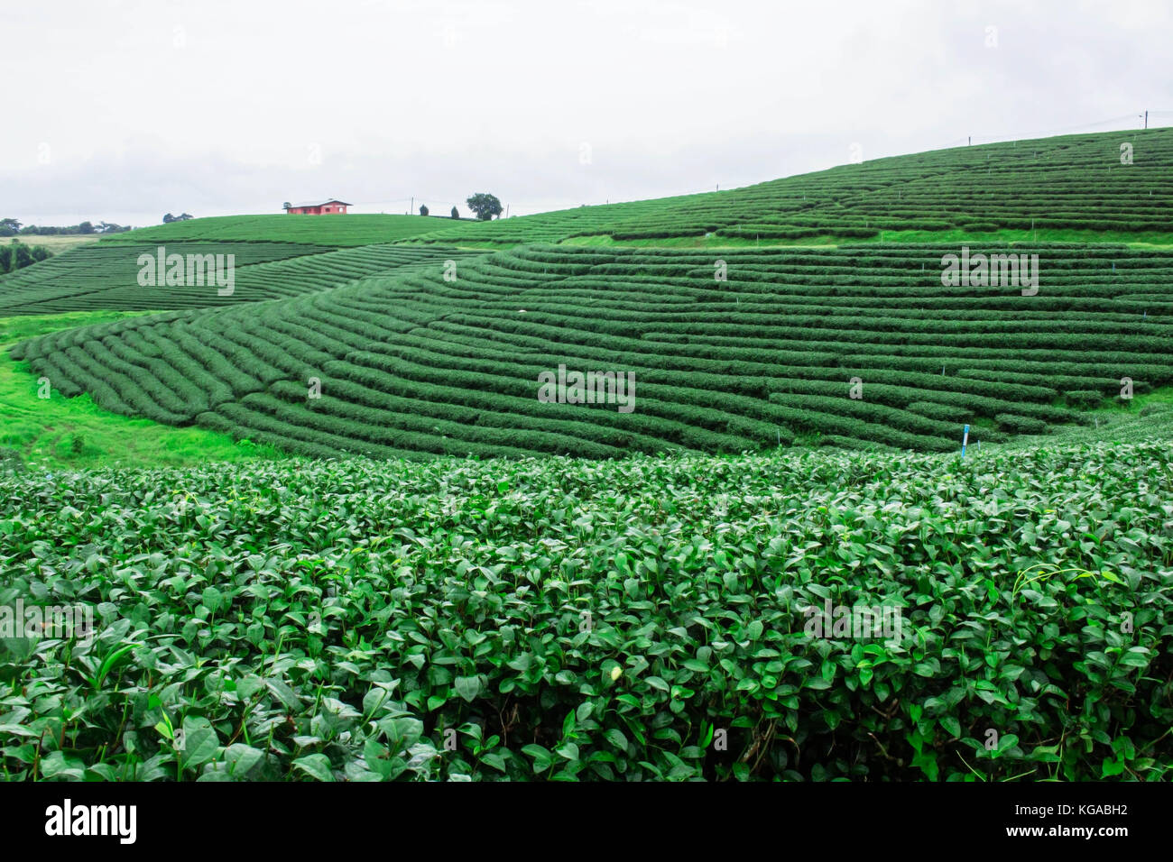 Green tea farm with freshness of nature Stock Photo - Alamy