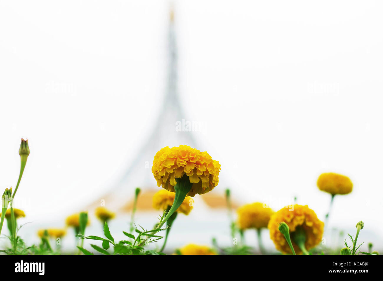 Yellow marigold in park with the sky Stock Photo - Alamy