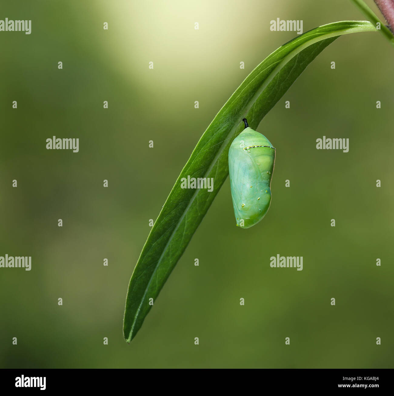 Monarch butterfly chrysalis or pupa attached to a milkweed leaf ...