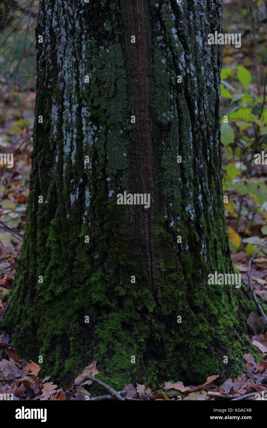 Wet tree trunk hi-res stock photography and images - Alamy