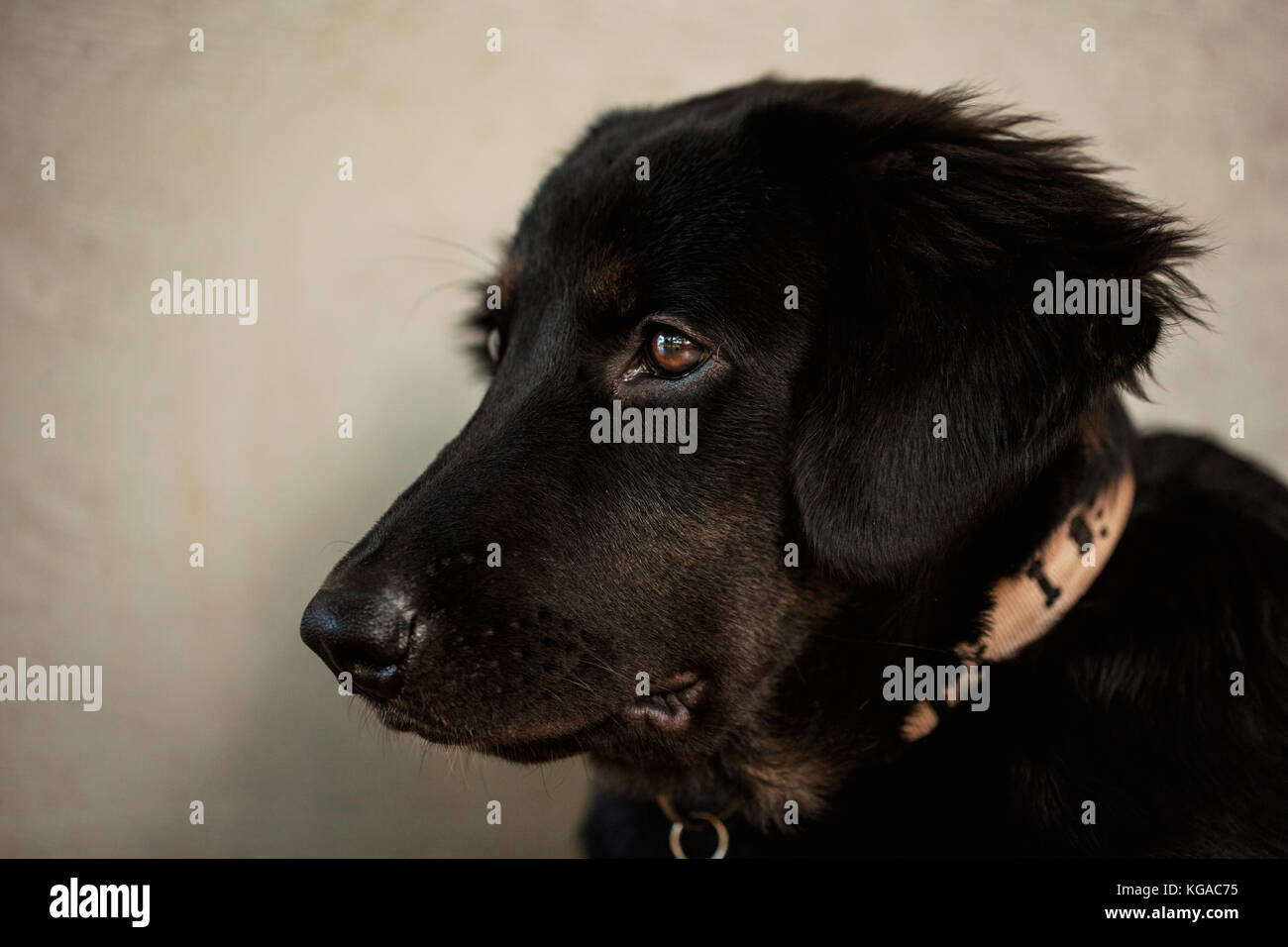 German Shepherd cross Labrador Retriever puppy Stock Photo - Alamy