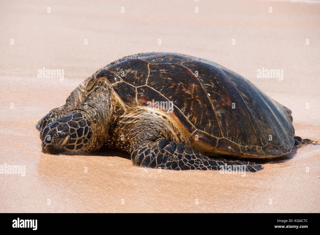 Marine hawaiian wildlife hi-res stock photography and images - Alamy