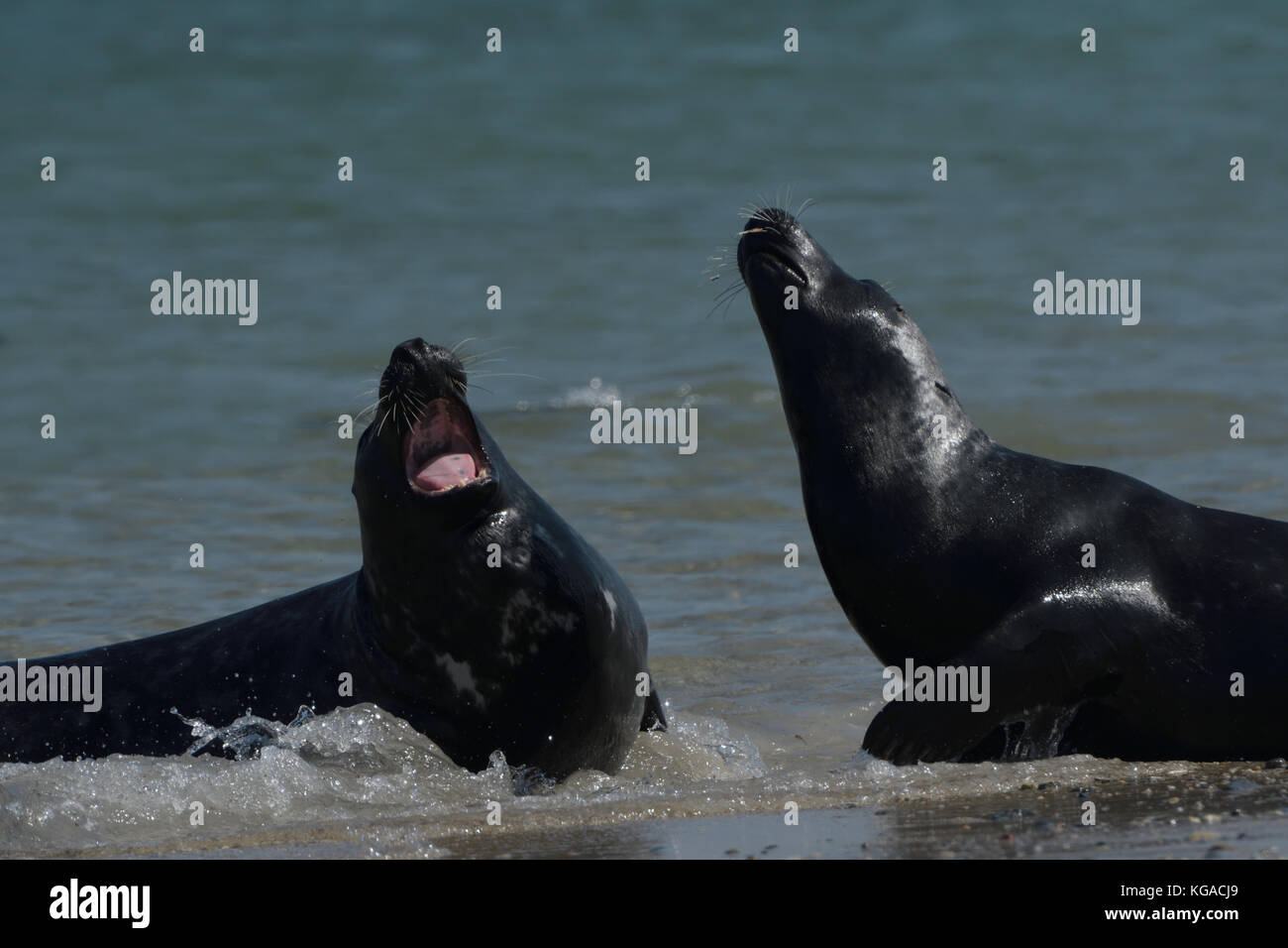 Seal playing in ocean surf hi-res stock photography and images - Alamy