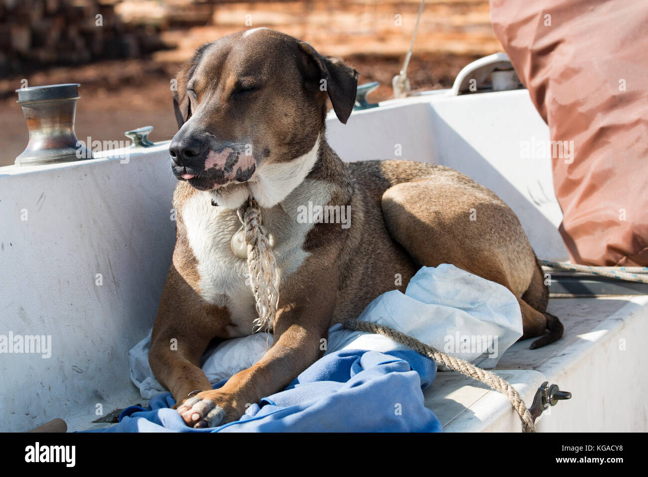 Puppy on a boat hi-res stock photography and images - Alamy