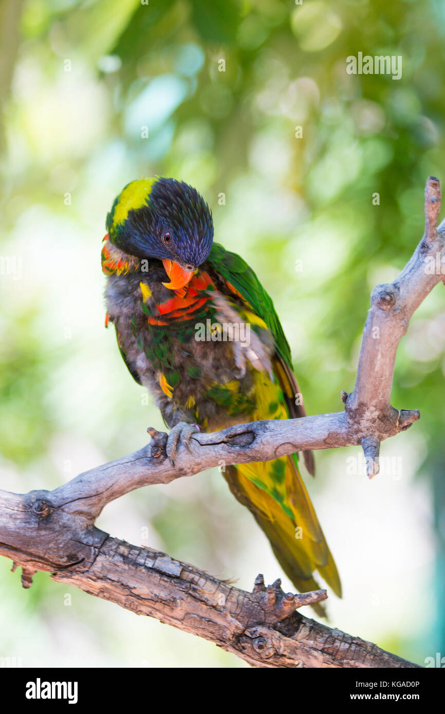 Parrot talons hi-res stock photography and images - Alamy