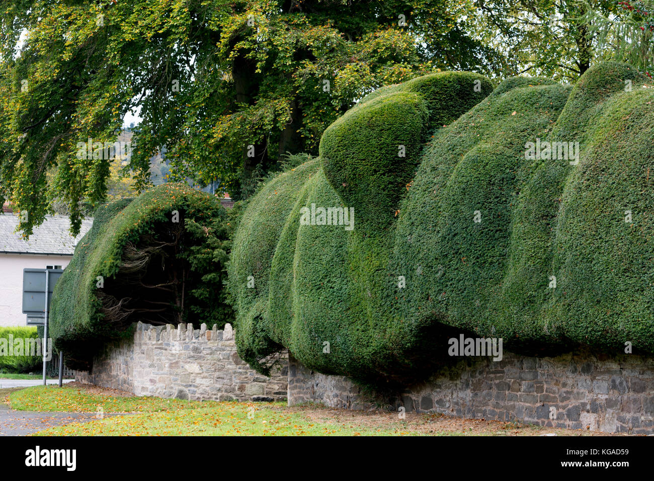 Yew hedge in Brampton Bryan village, Herefordshire, England, UK Stock ...