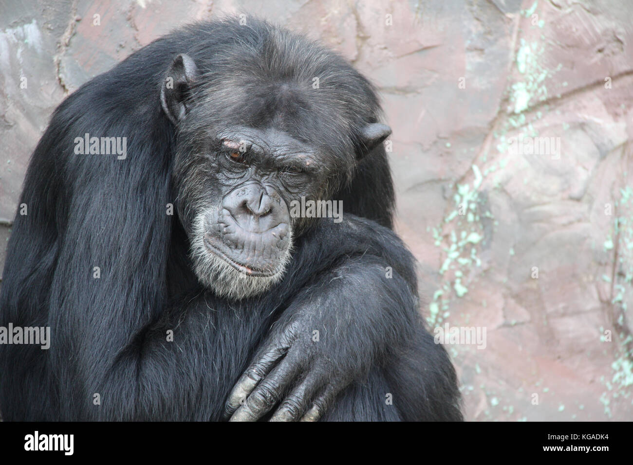 Portrait of a sad chimpanzee. Close-up photo Stock Photo - Alamy