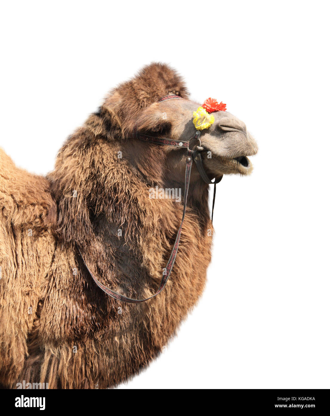 Bactrian camel (Camelus bactrianus). Isolated on white background Stock ...