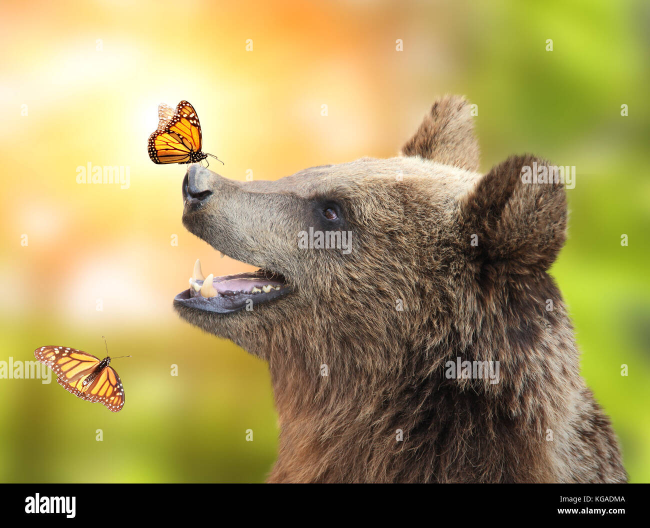 Cheerful brown bear (Ursus arctos) with monarch butterfly sitting on ...