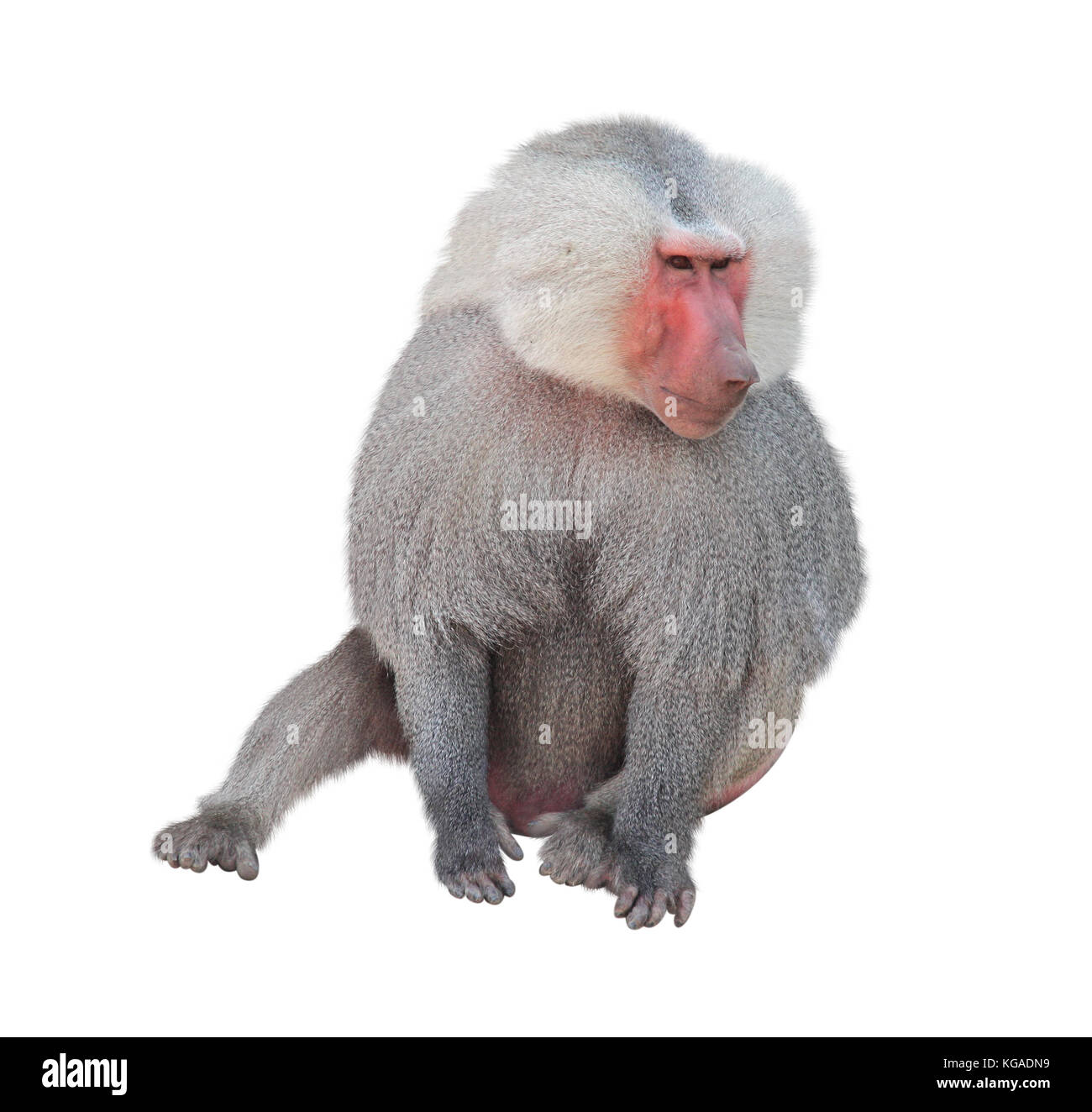 Male monkey hamadryad (Papio hamadryas, genus of baboons). Isolated on ...