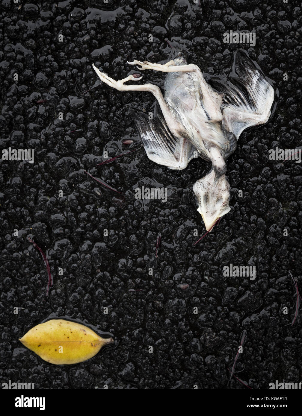 Dead chick on tar seal Stock Photo - Alamy