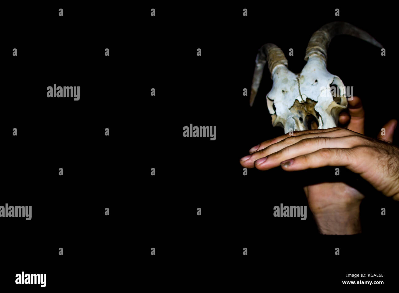 Goat anatomy hi-res stock photography and images - Alamy