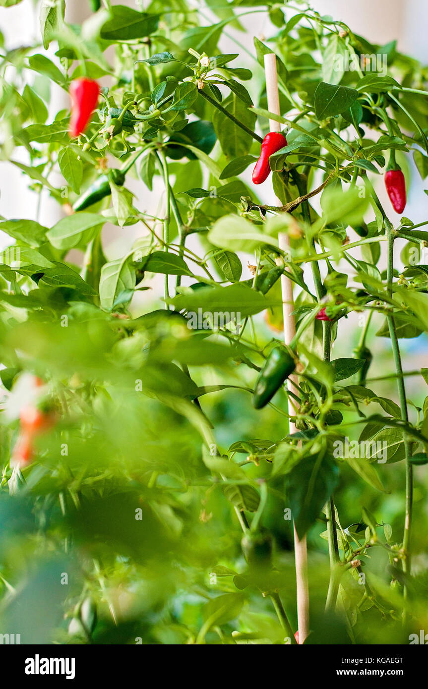 Red chili plant growing indoors Stock Photo - Alamy