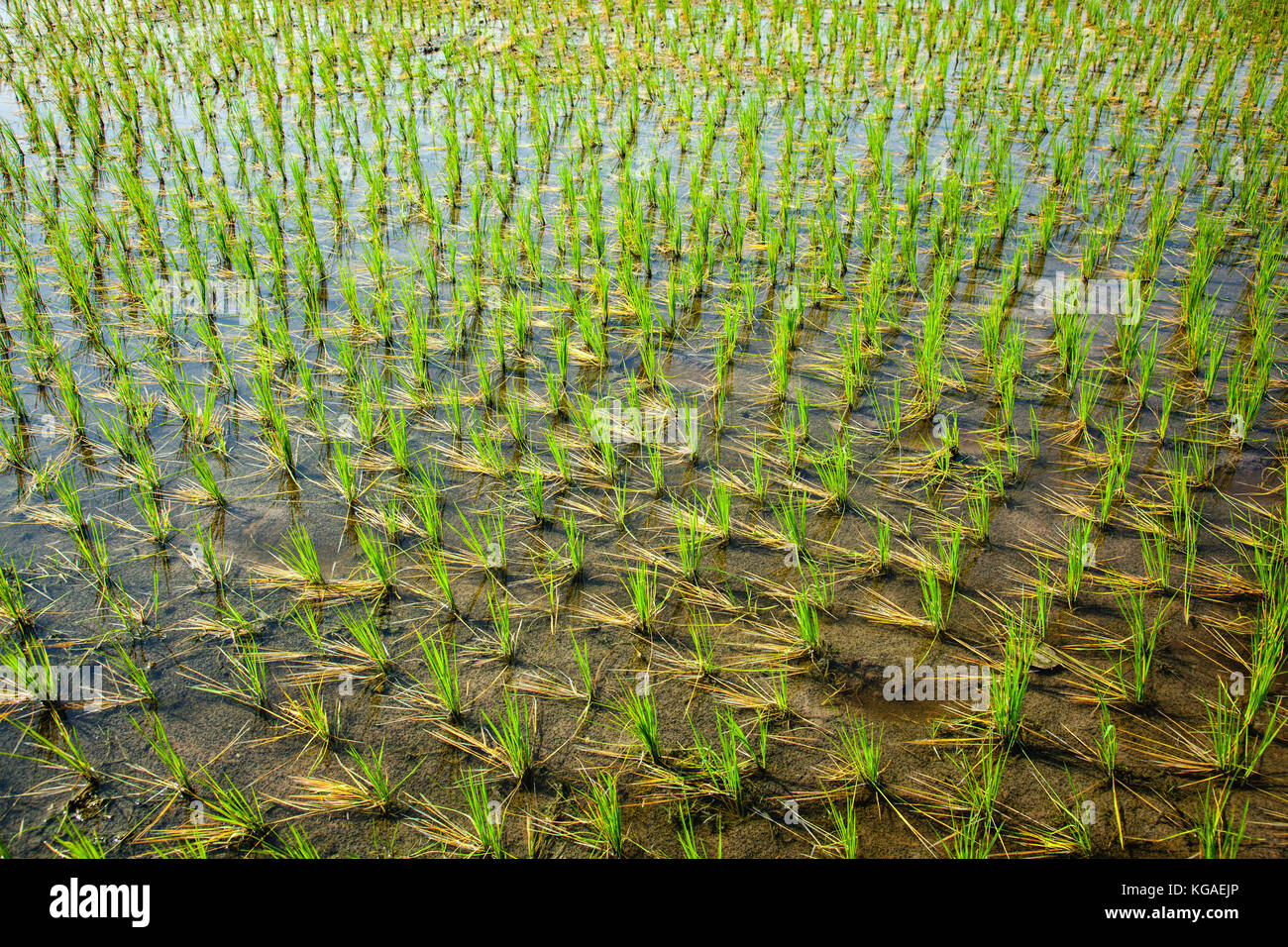 Rice paddy hi-res stock photography and images - Alamy