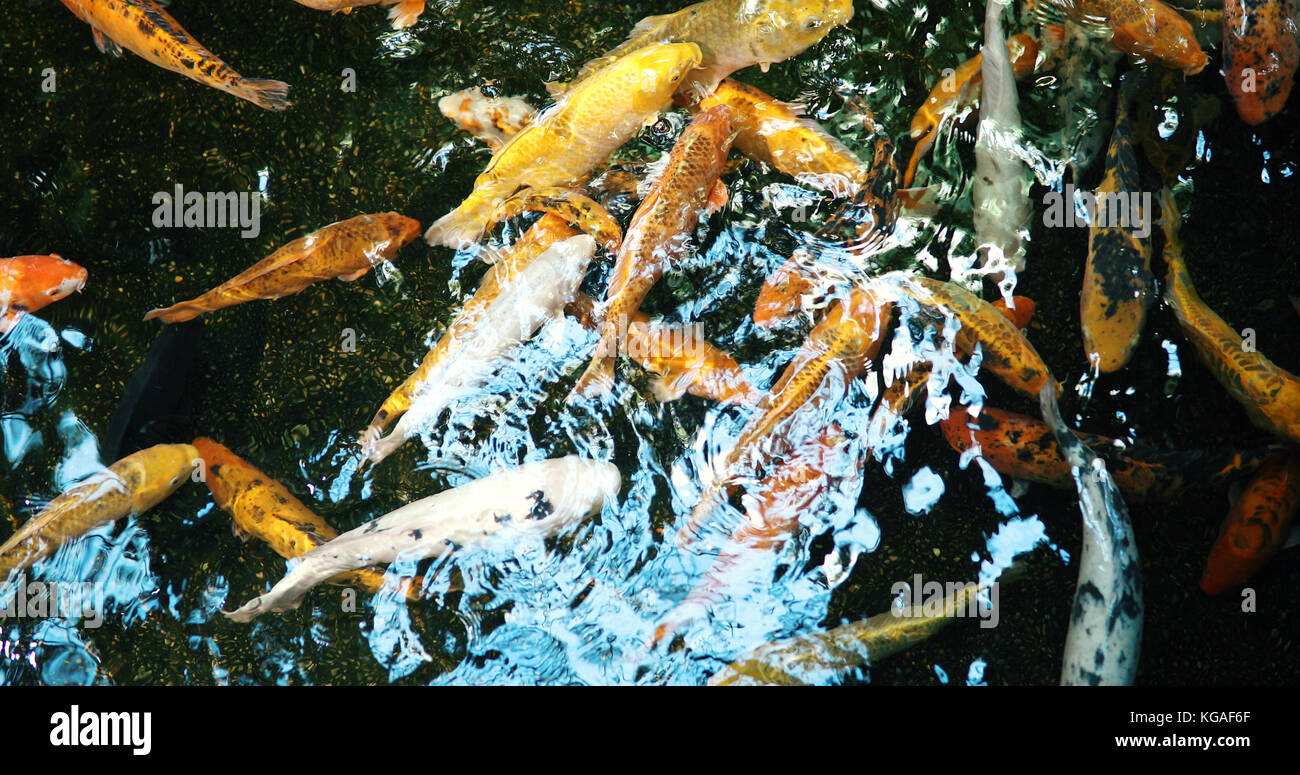 Koi fish swimming in pond hi-res stock photography and images - Alamy