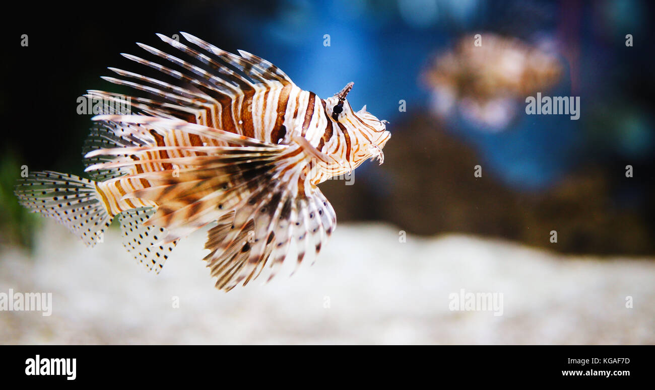 Portrait of beautiful venomous lion fish in aquarium Stock Photo - Alamy
