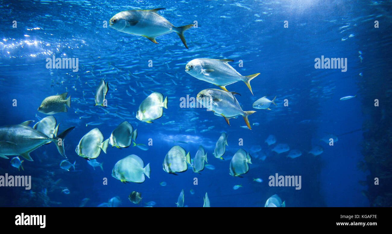 Picture of group of fish swimming underwater Stock Photo - Alamy