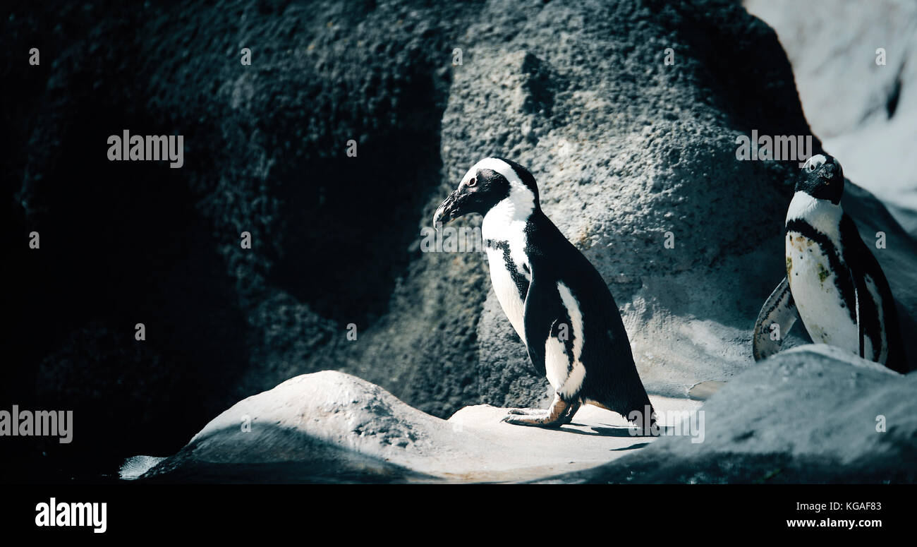 Portrait of two penguins hi-res stock photography and images - Alamy
