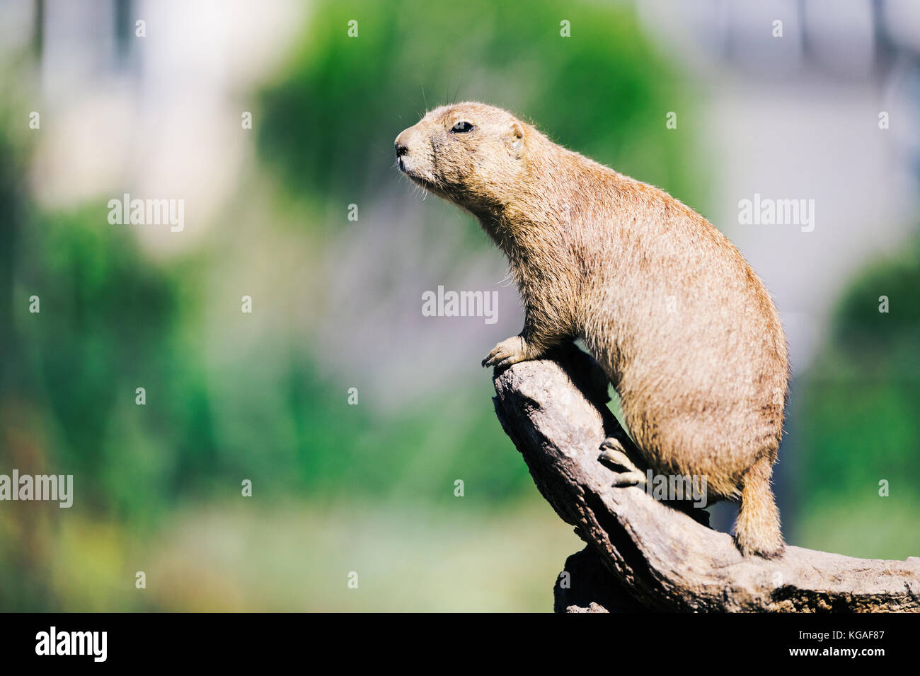 Standing groundhog hi-res stock photography and images - Alamy