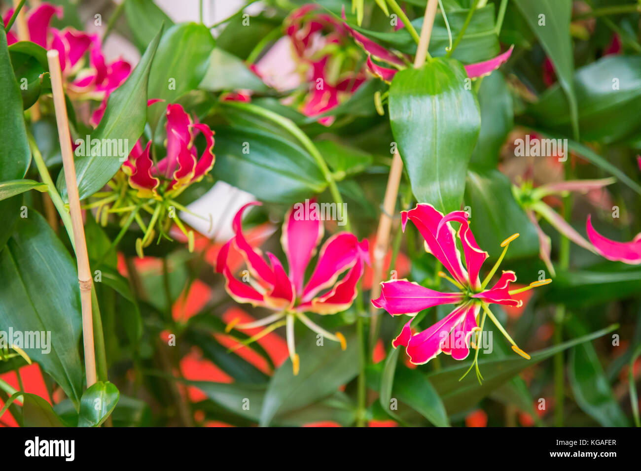 Six Petals High Resolution Stock Photography and Images - Alamy
