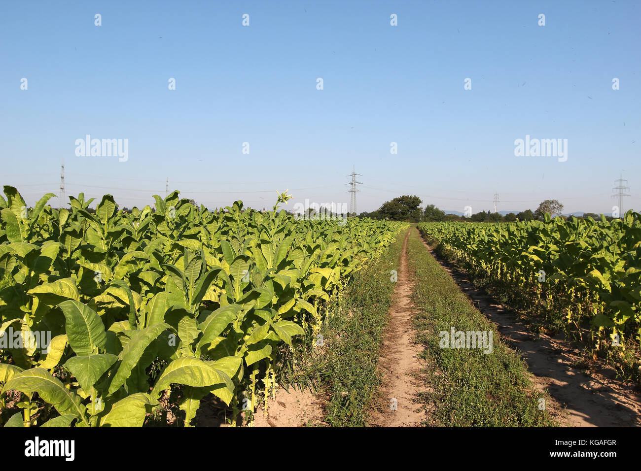 Agriculture / Tobacco Plantation / Growing tobacco Stock Photo - Alamy