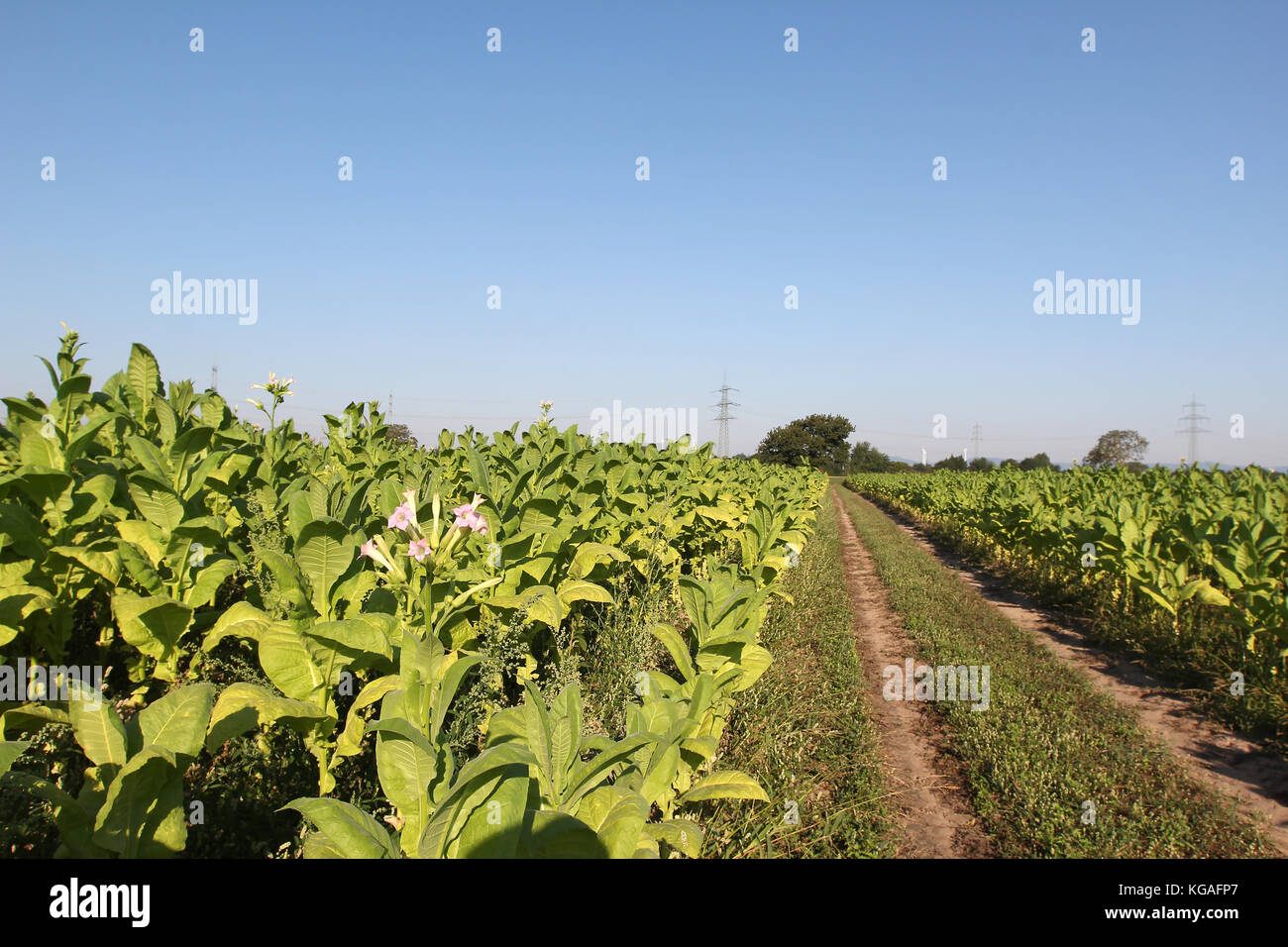 Agriculture / Tobacco Plantation / Growing tobacco Stock Photo - Alamy