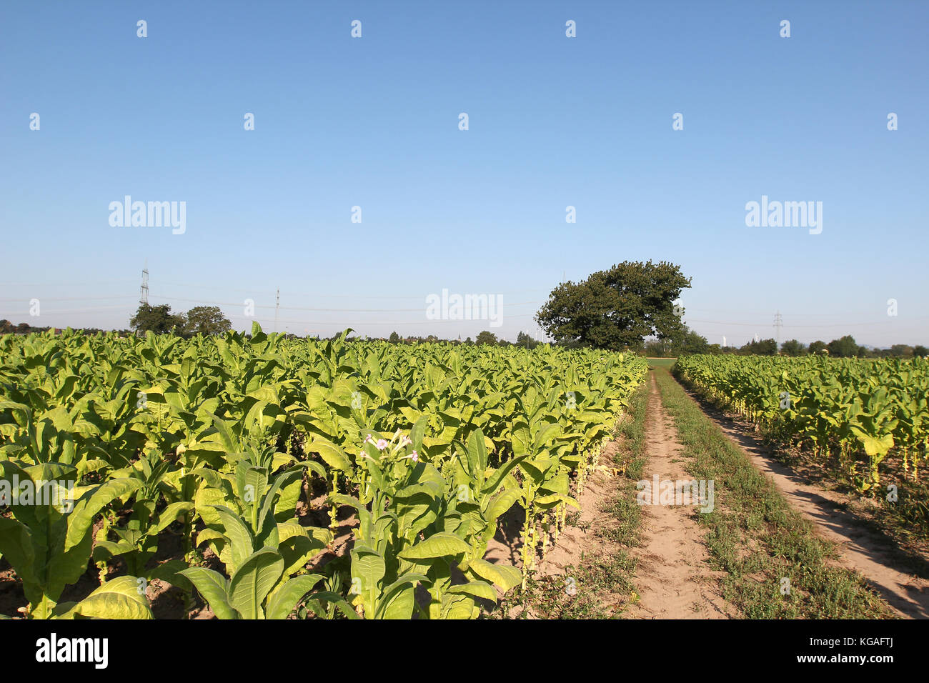 Agriculture / Tobacco Plantation / Growing tobacco Stock Photo - Alamy
