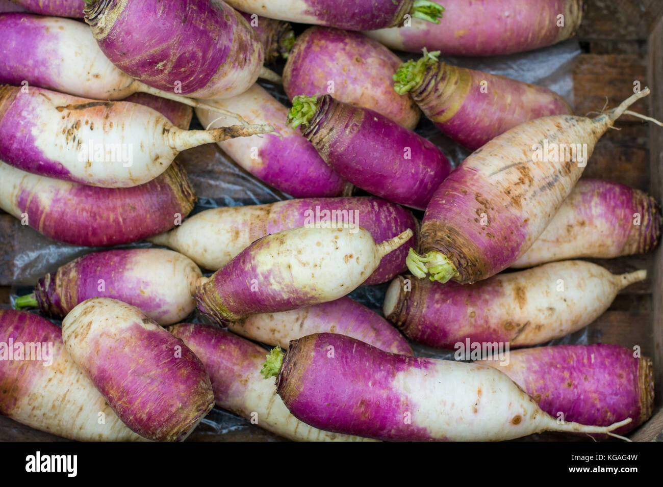 Harvest of organic turnip Stock Photo - Alamy