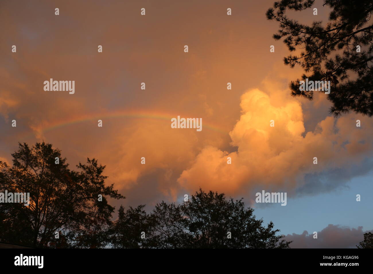 Lily rainbow hi-res stock photography and images - Alamy