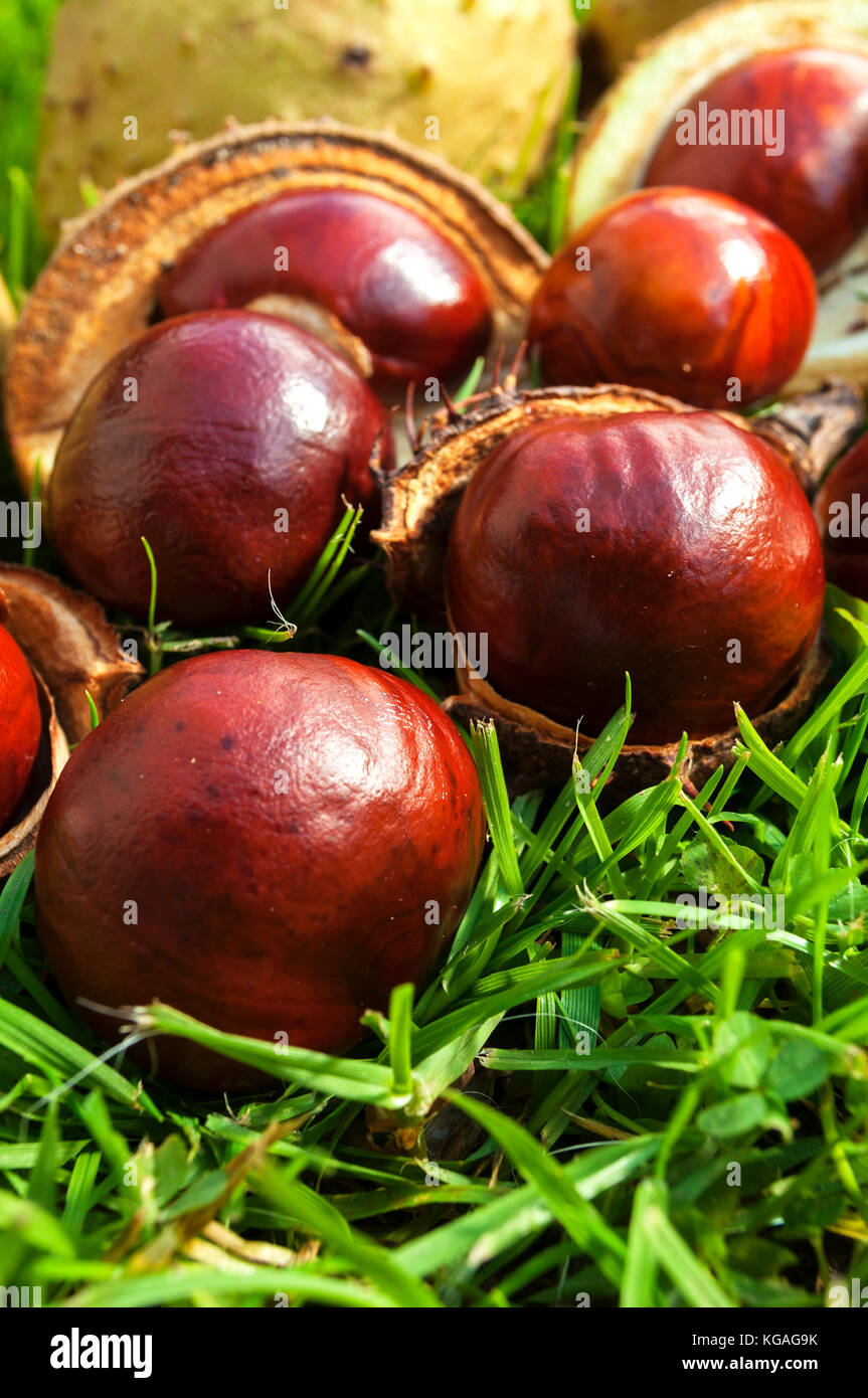 Open shells hi-res stock photography and images - Alamy