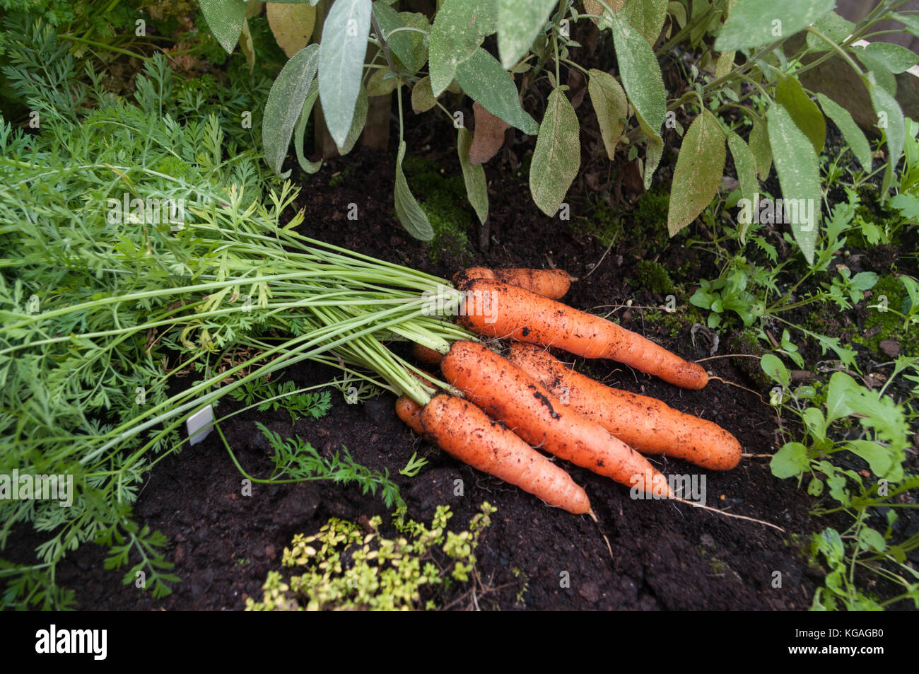 Carots fresh from the garden on the soil by a sage plant Stock Photo ...
