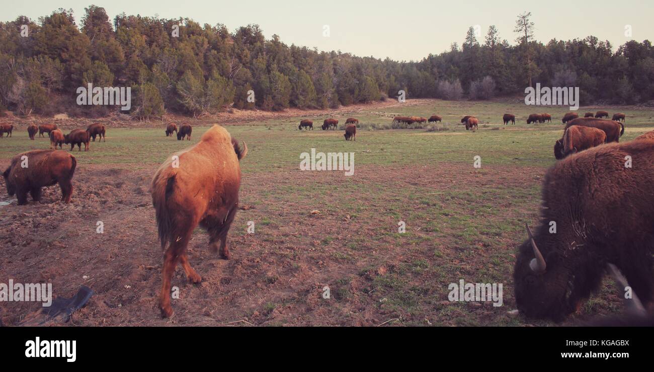 Zion mountain ranch hi-res stock photography and images - Alamy