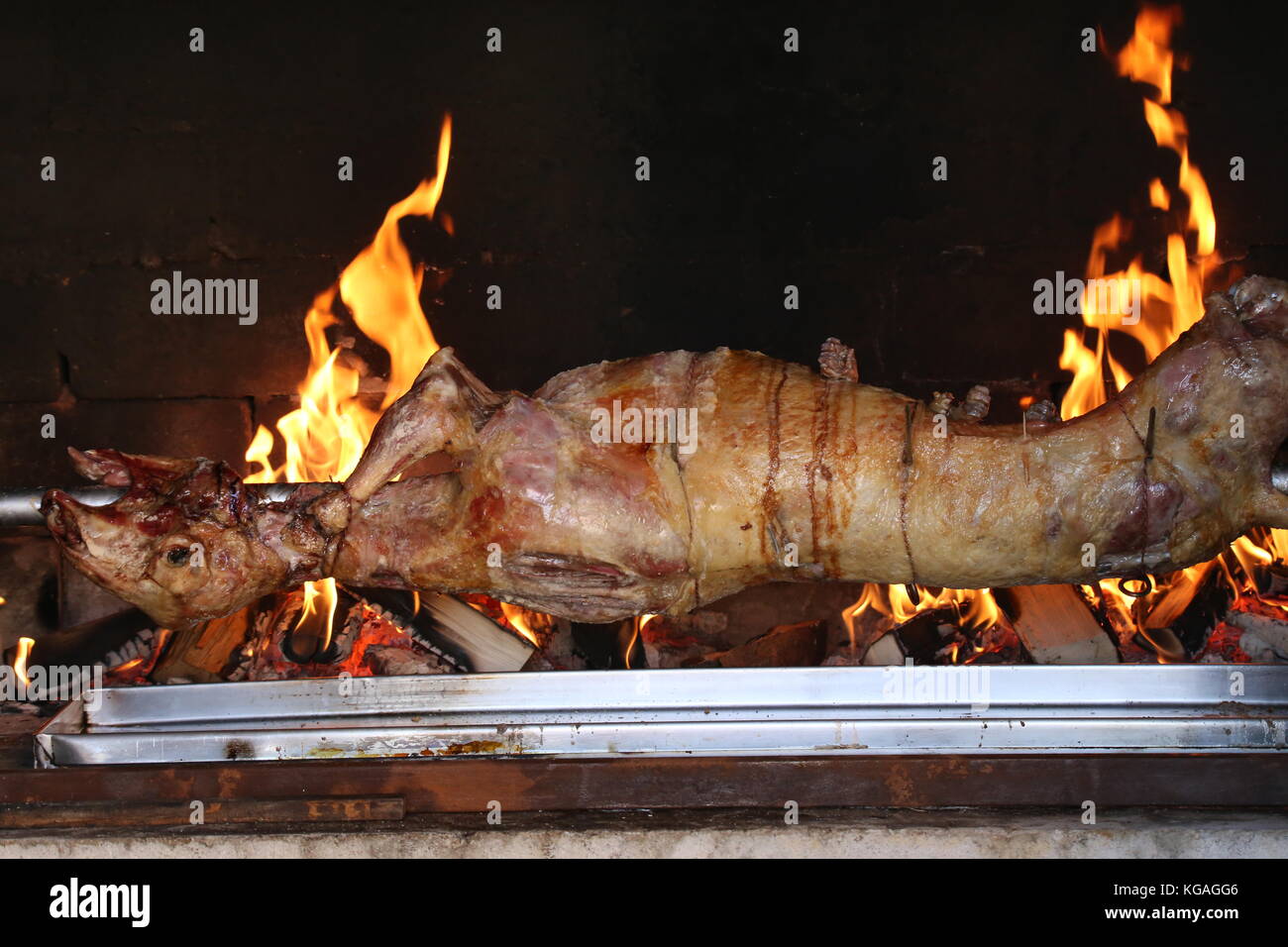 Goat Spitting On Man