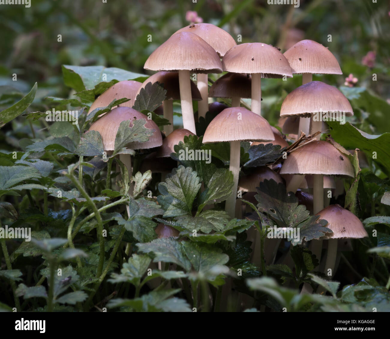 A small cluster of little mushrooms Stock Photo - Alamy