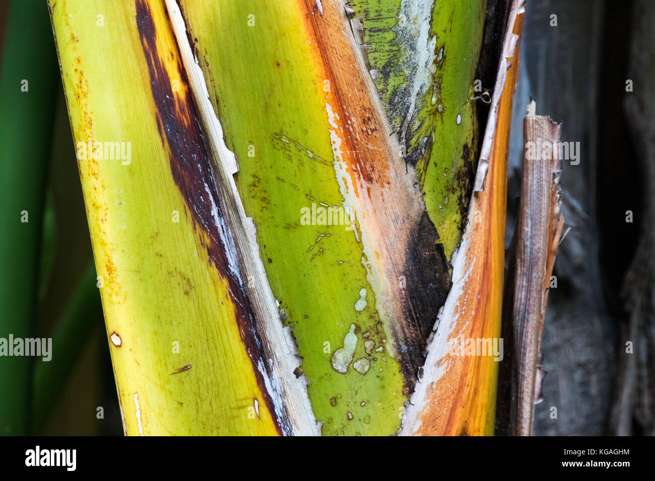 Closeup of Banana or Musa Plant - Musaceae Stock Photo - Alamy