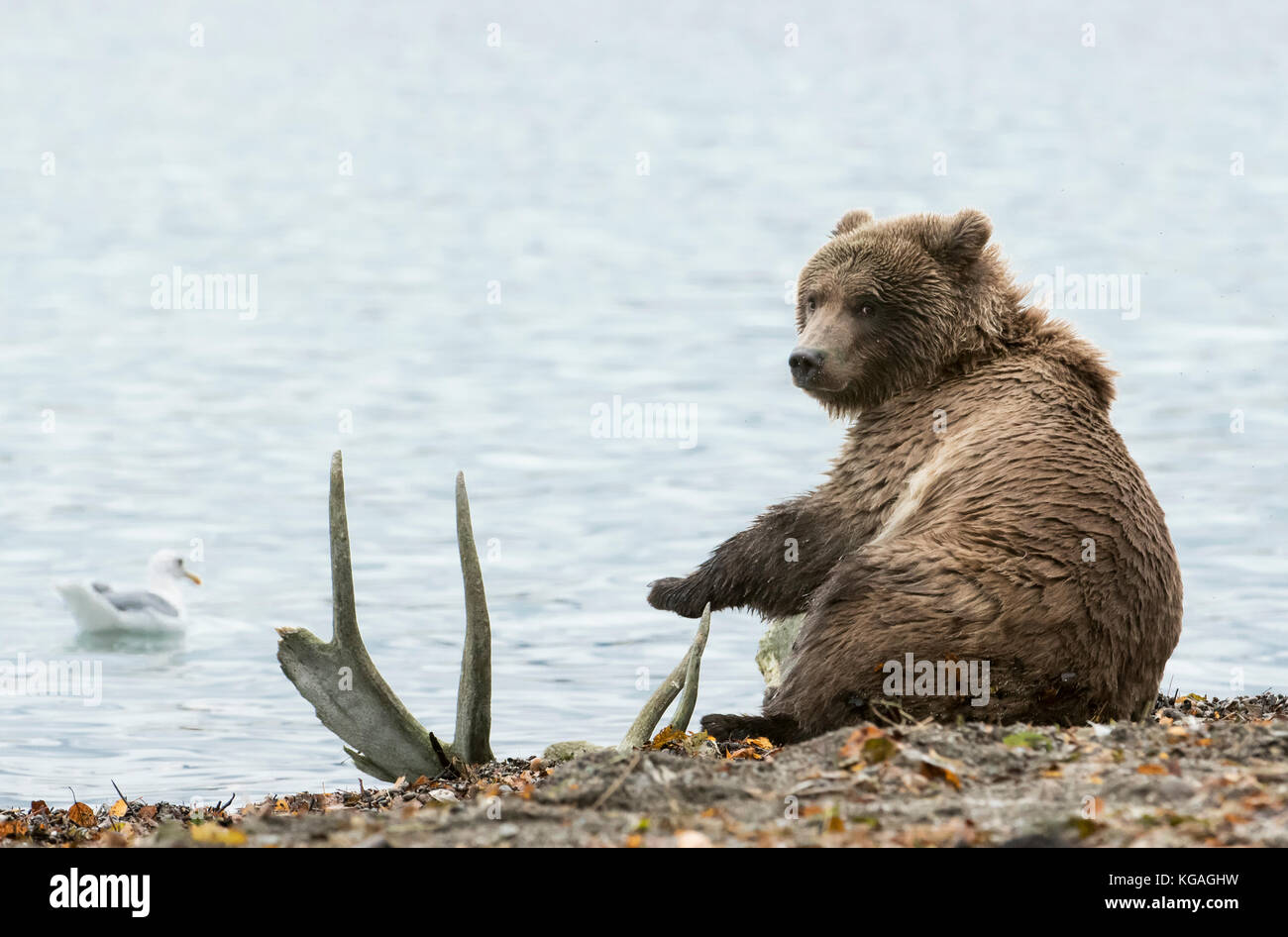 Moose Bear High Resolution Stock Photography and Images - Alamy