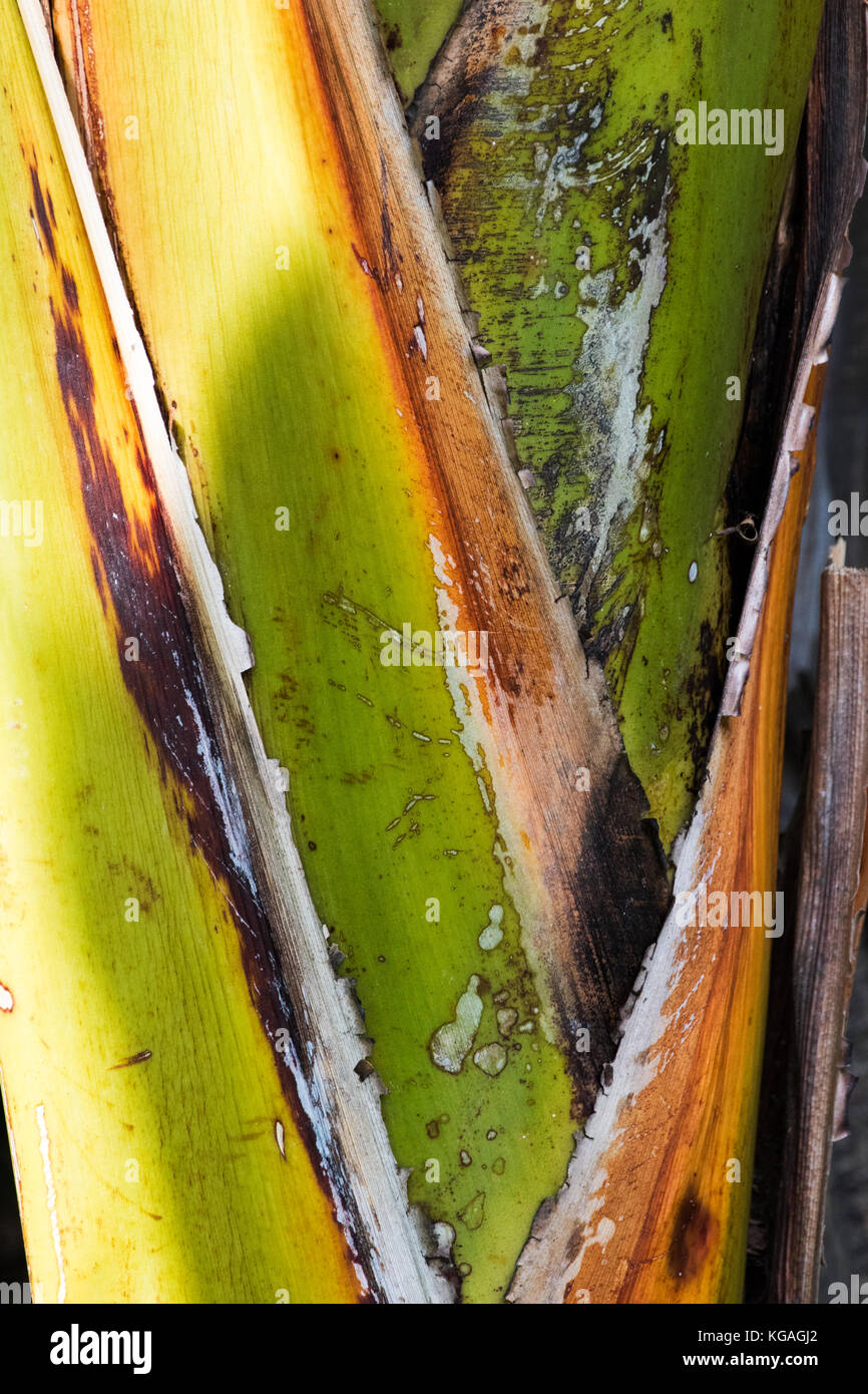 Closeup of Banana or Musa Plant - Musaceae Stock Photo - Alamy