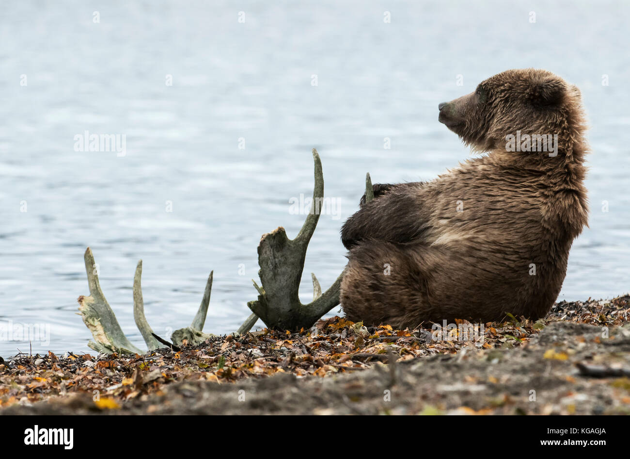 Moose Bear High Resolution Stock Photography and Images - Alamy