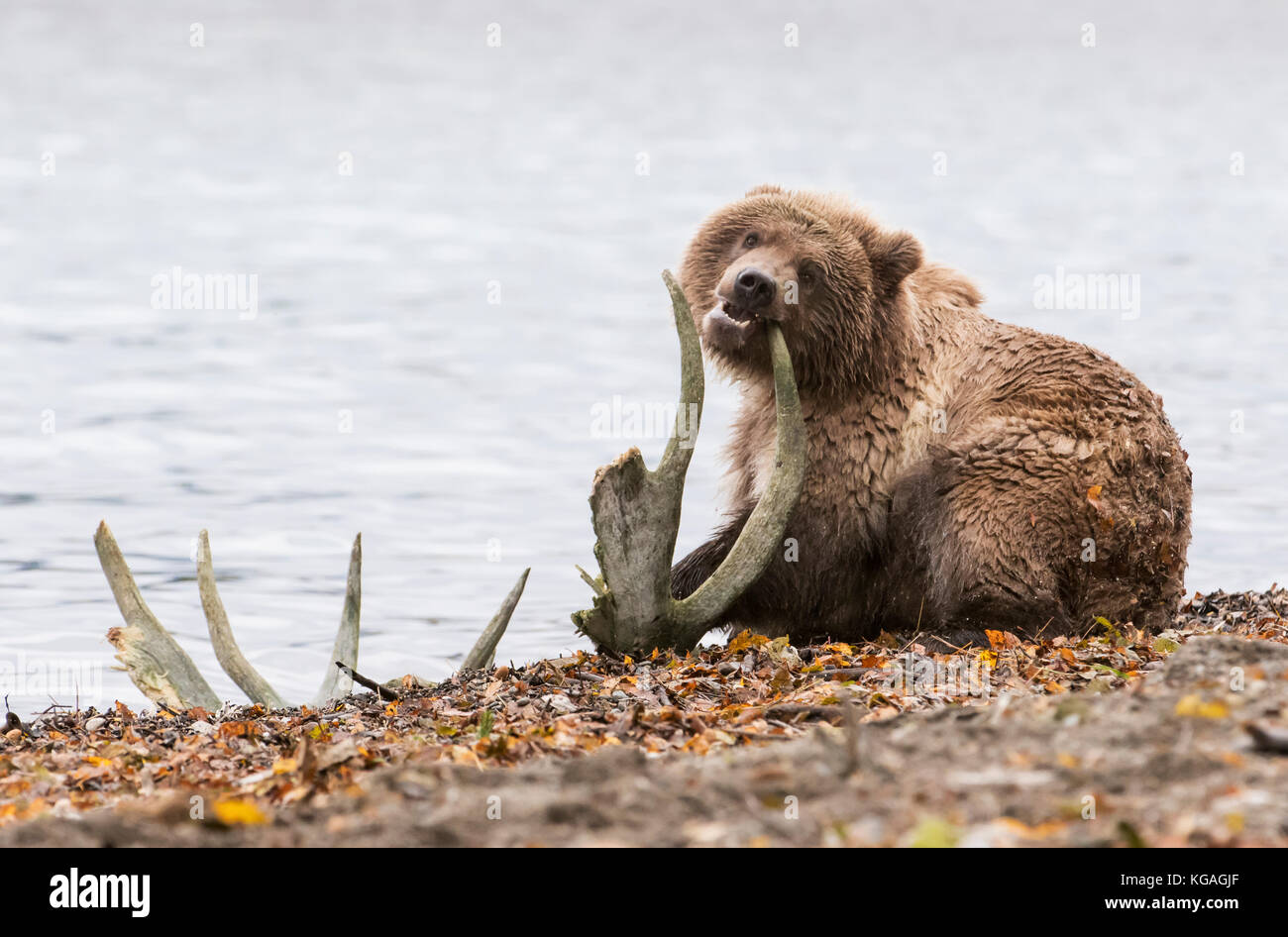 Brown bear playing on moose antlers, Naknek Lake, Alaska Stock Photo ...