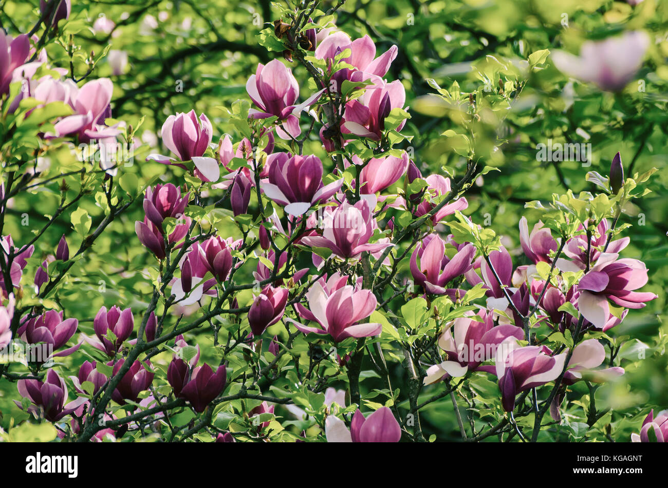 Magnolia spring flowers Stock Photo - Alamy