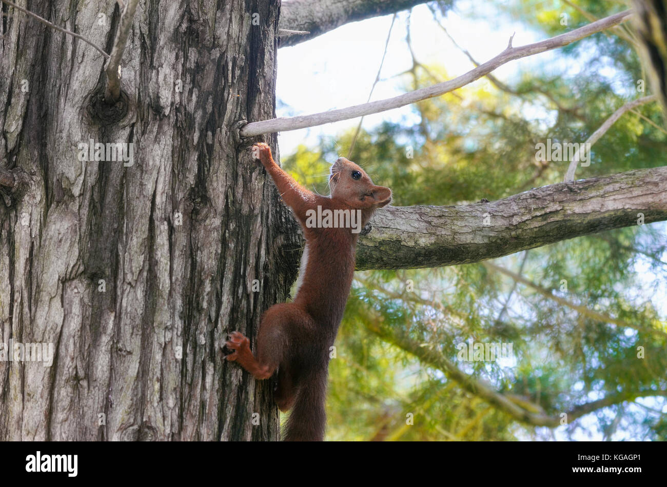 Sciurus vulgaris. Red squirrel going up by the trunk of a pine tree ...
