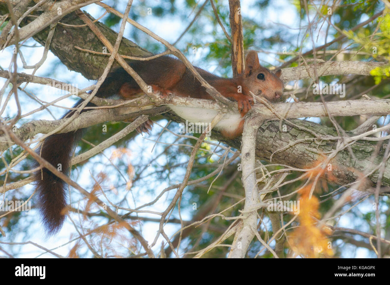 Sciurus vulgaris. Red squirrel walking over the branch of a pine tree ...