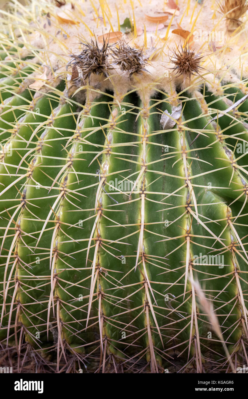 Ferocactus wislizeni, the fishhook barrel cactus, also Barrel Cactus - Arizona barrel cactus ...